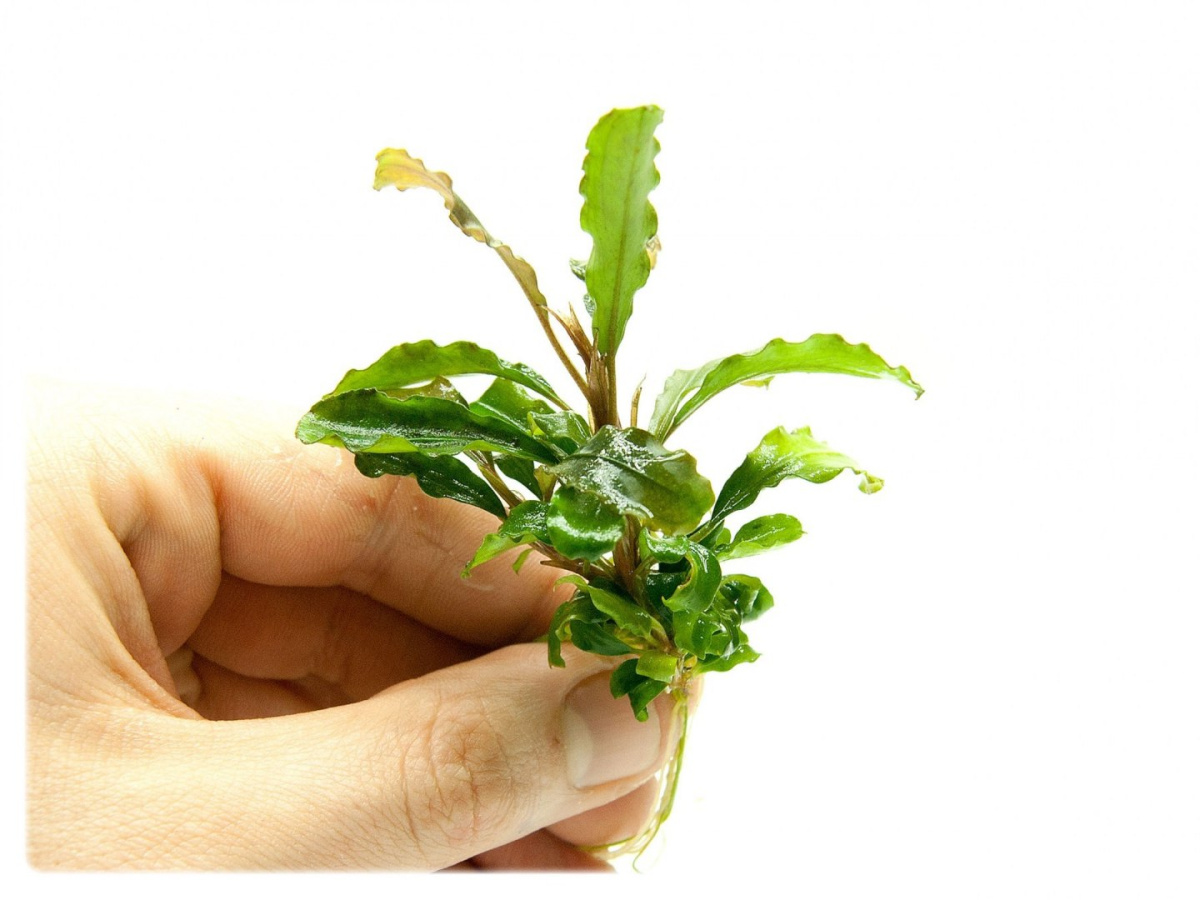 95. Bucephalandra Motleyana Melawi Sklep Akwarystyczny.EU